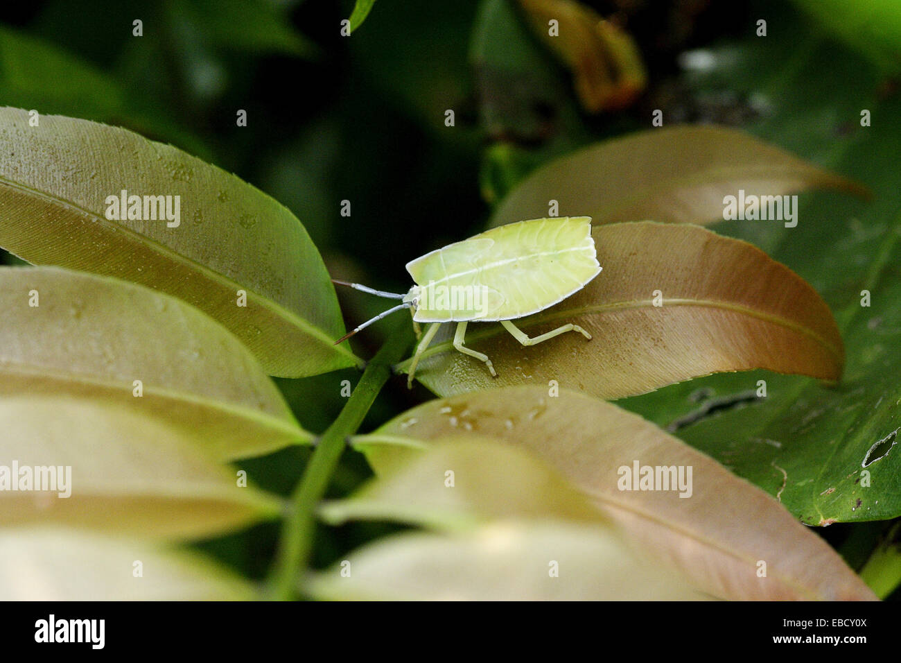 Green Shield bug nymphs on a host plant, borneo Stock Photo - Alamy