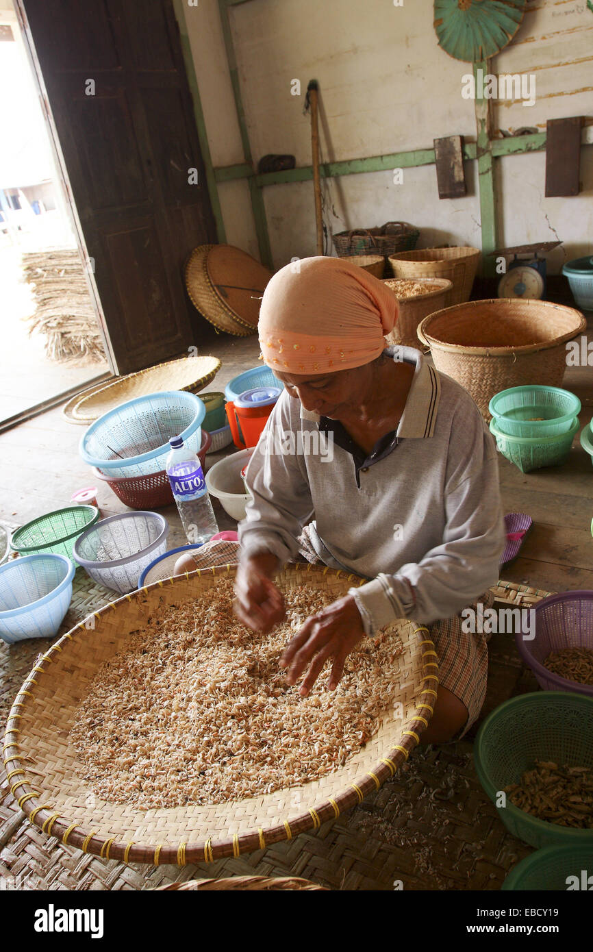 Indonesia shrimp worker hi-res stock photography and images - Alamy