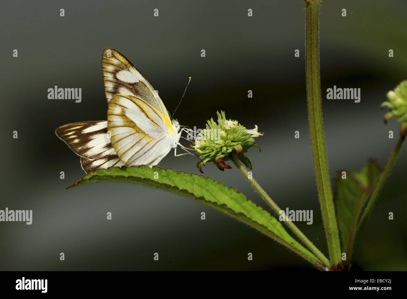 Cepora High Resolution Stock Photography and Images - Alamy