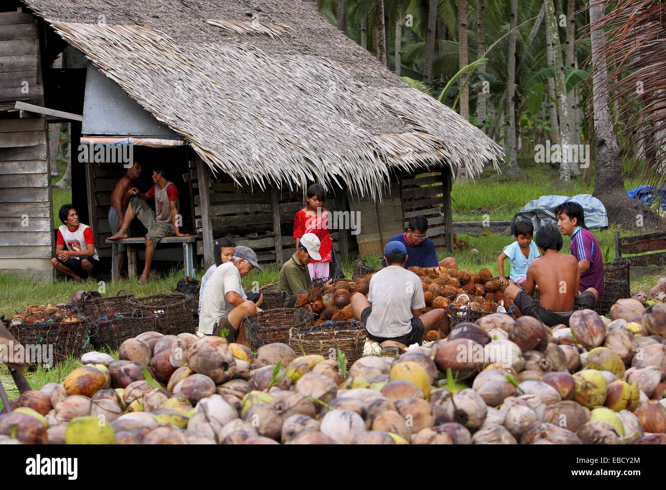 Coconut farm in kalimantan hi-res stock photography and images - Alamy
