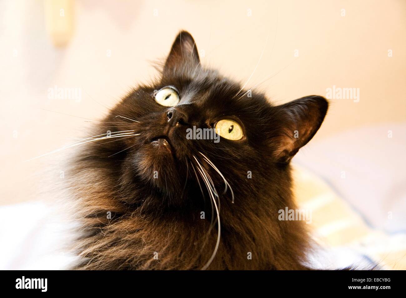 black cat looking Stock Photo - Alamy