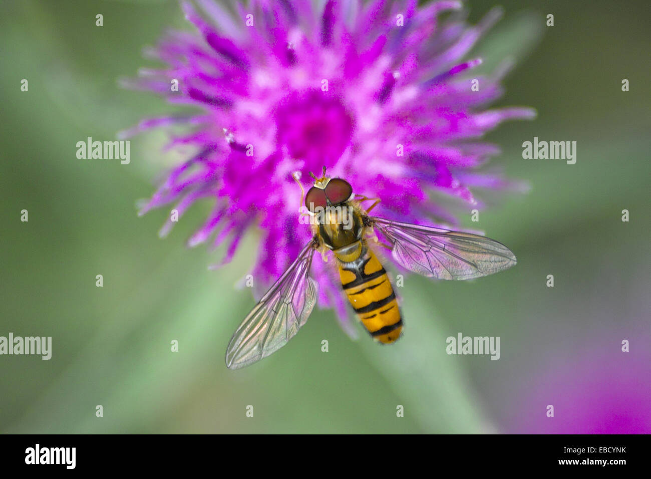 Insect red clover hi-res stock photography and images - Alamy