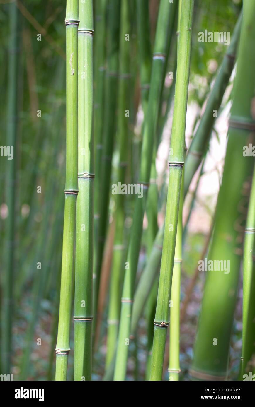 Green bamboo can be used for natural background Stock Photo - Alamy