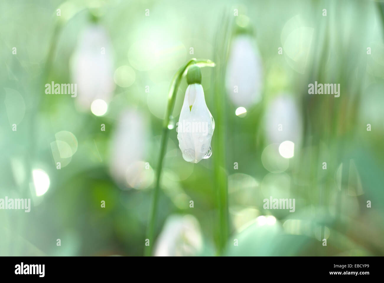 Snowdrop- spring white flower with soft background Stock Photo - Alamy