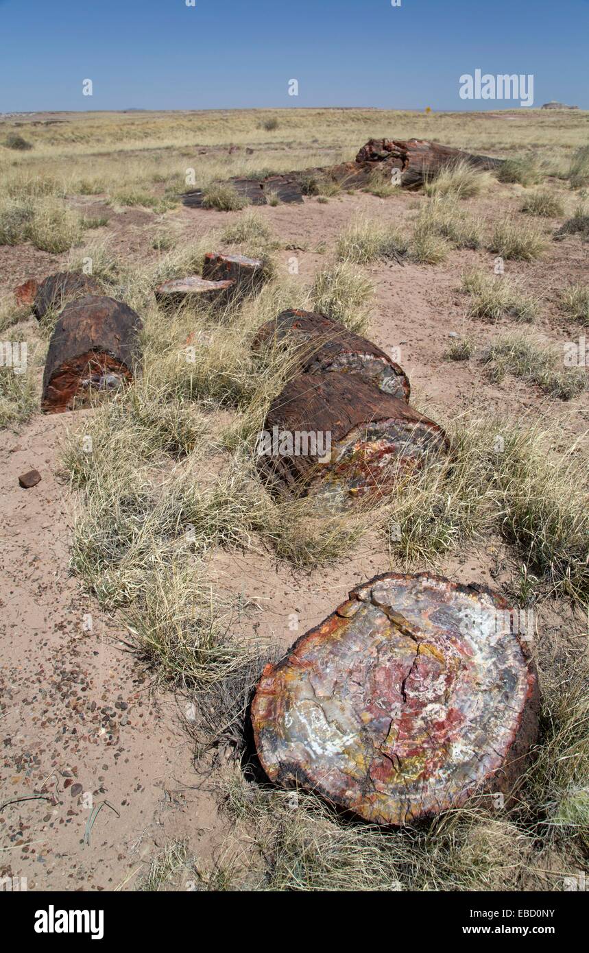 Triassic Forest