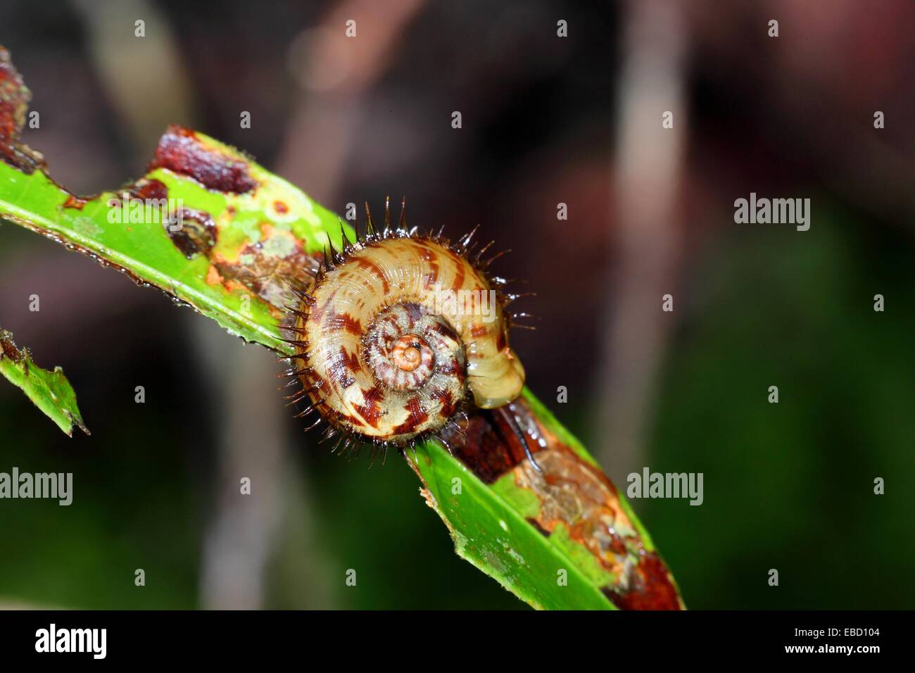 Hairy snail hi-res stock photography and images - Alamy