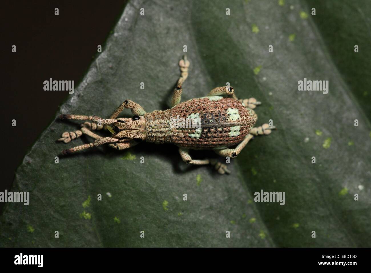 Tiger Beetle of borneo, Sarawak, Malaysia Stock Photo - Alamy