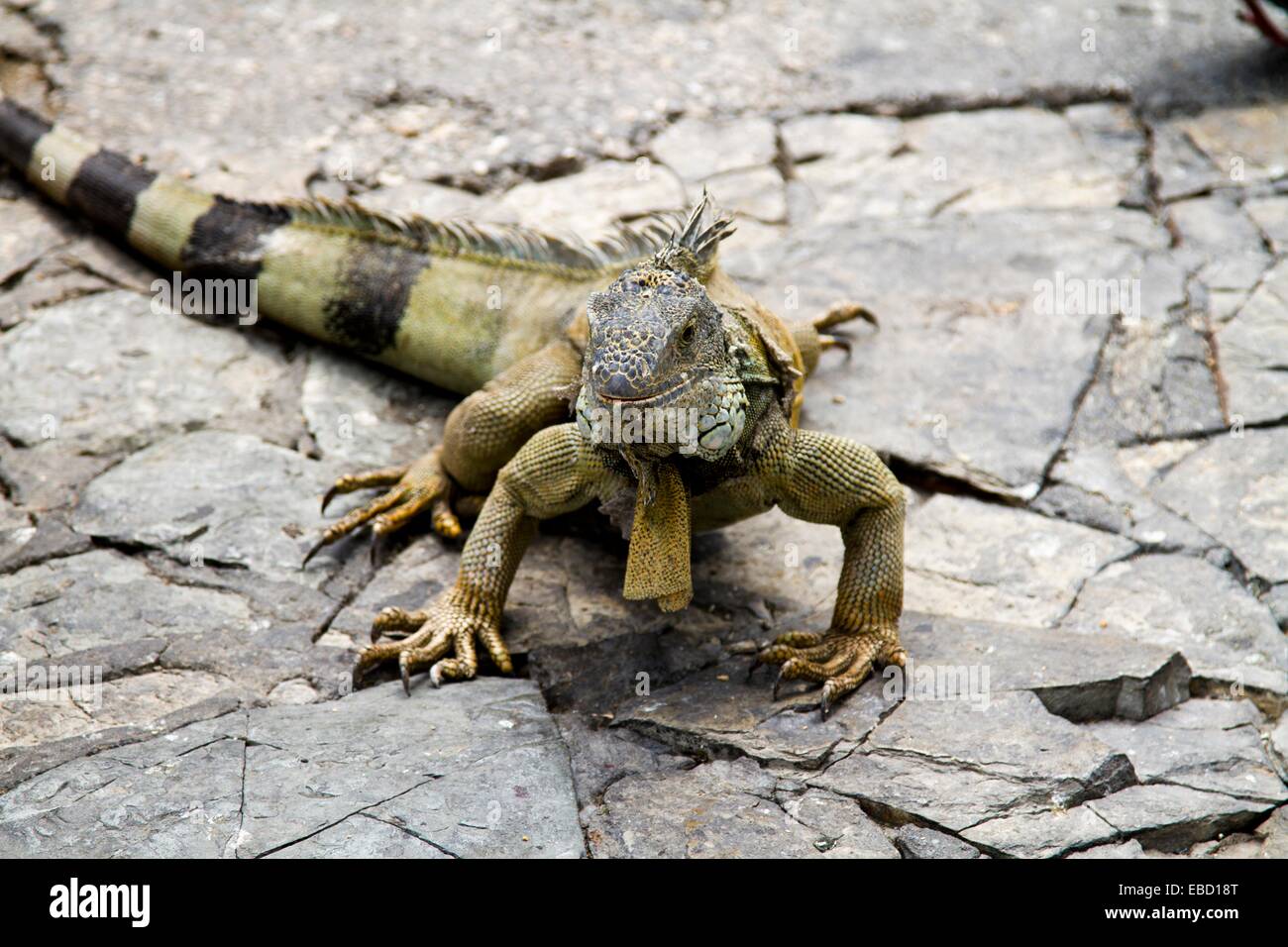 Ecuador, Guayaquil, parque del Seminario, iguana Stock Photo - Alamy