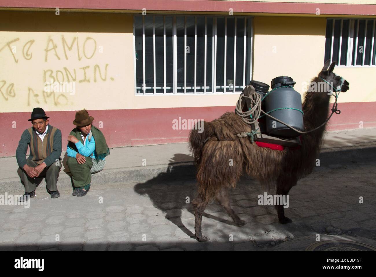 Llama lama glama pair hi-res stock photography and images - Alamy