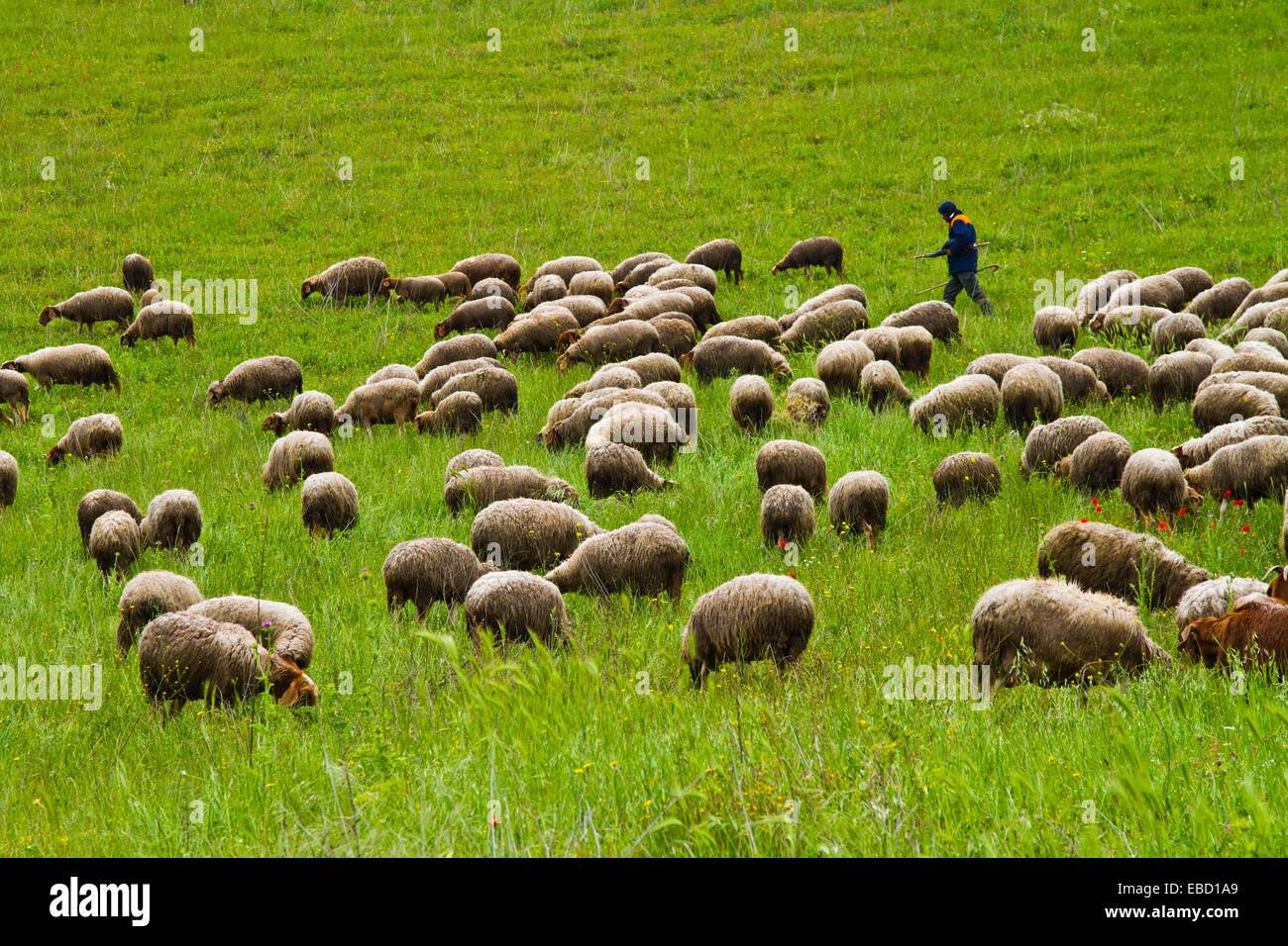 Italy, Basilicata, Rionero in Vulture, flock Stock Photo - Alamy