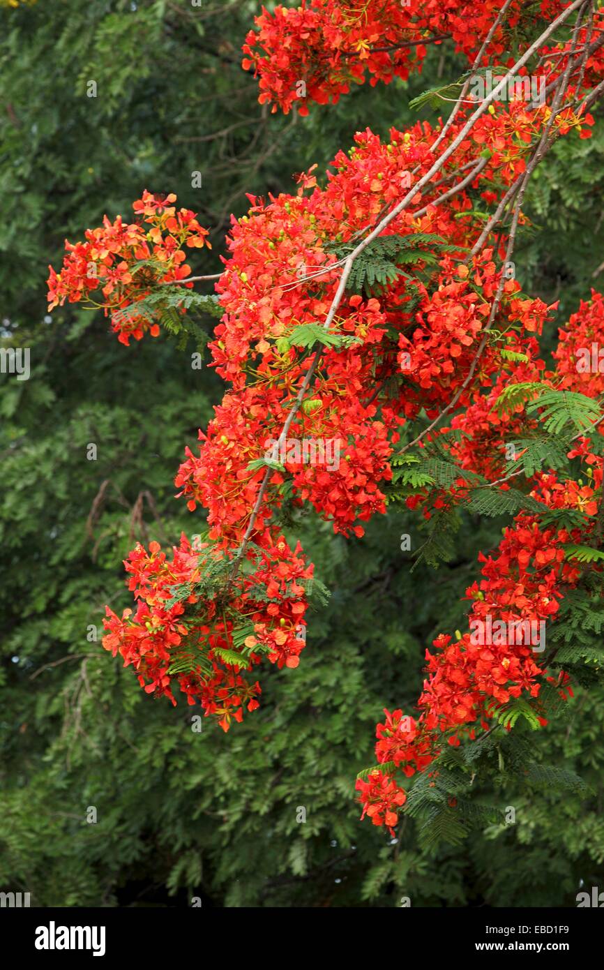Peafowl Of Myanmar High Resolution Stock Photography and Images - Alamy
