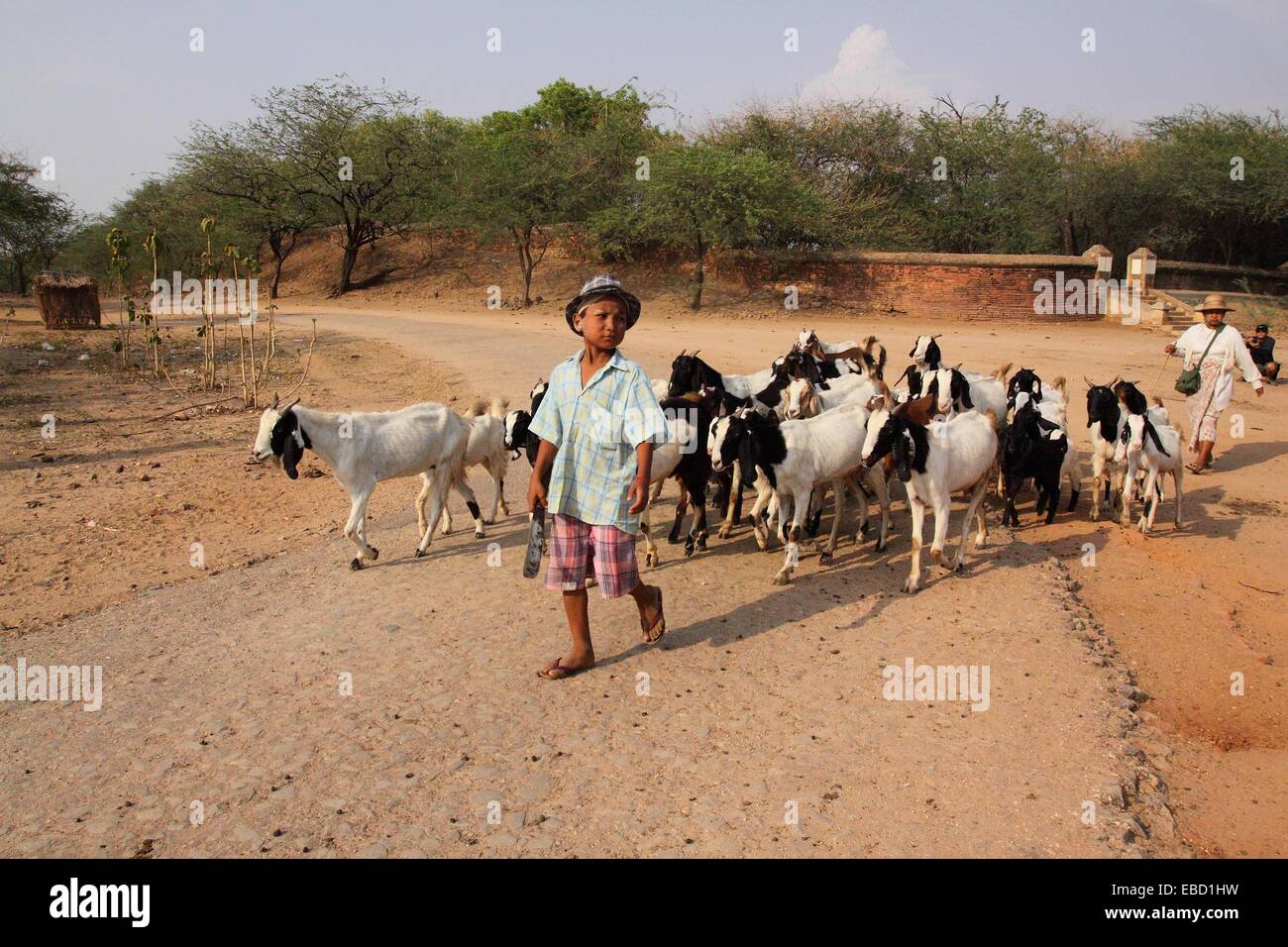 Boy shepherd hi-res stock photography and images - Alamy