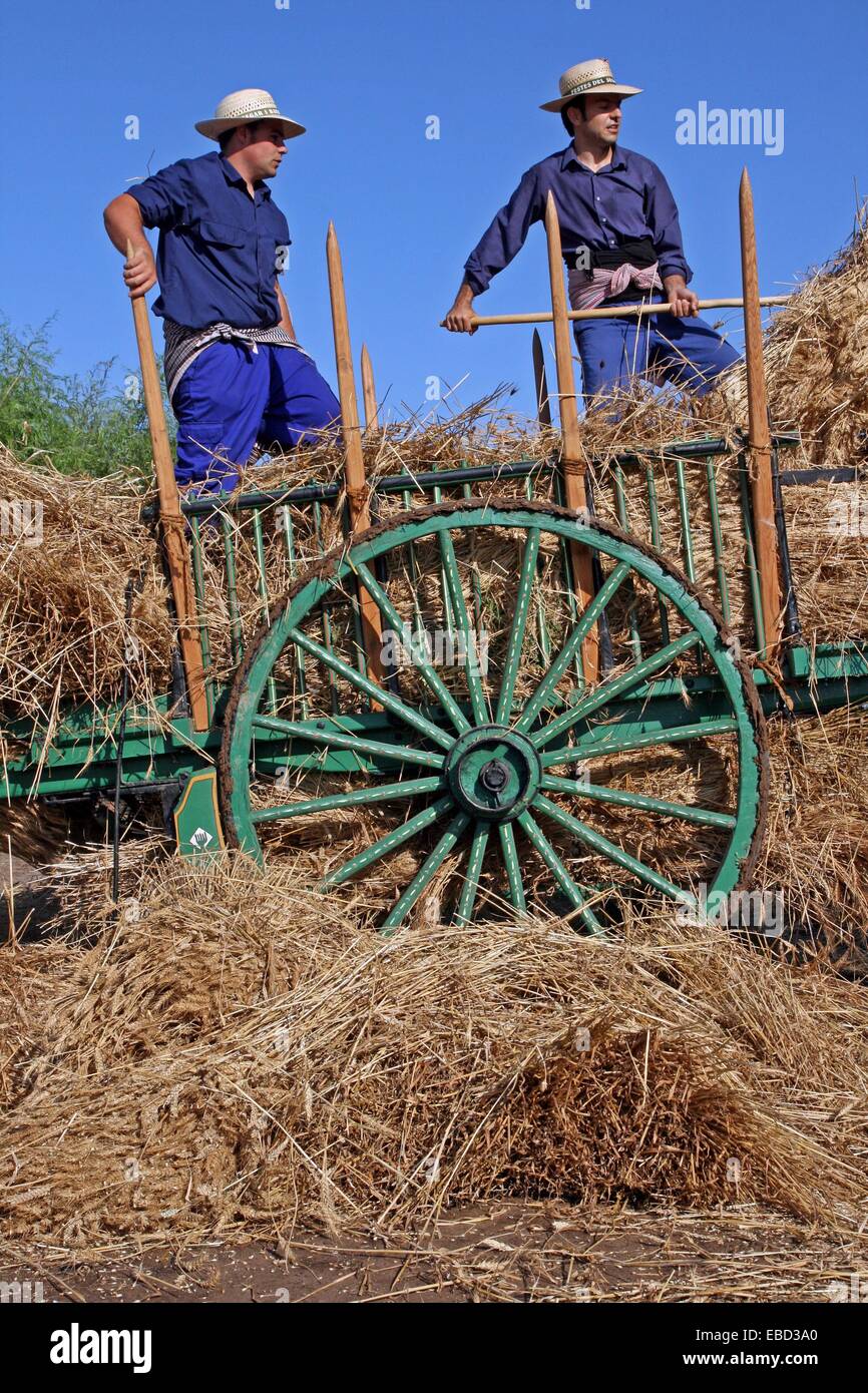 Traditional harvesting and threshing of grain harvest, La Fuliola ...