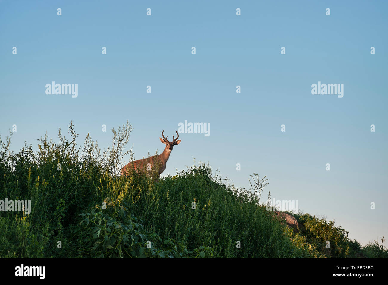Buck deer white tailed deer hi-res stock photography and images - Alamy