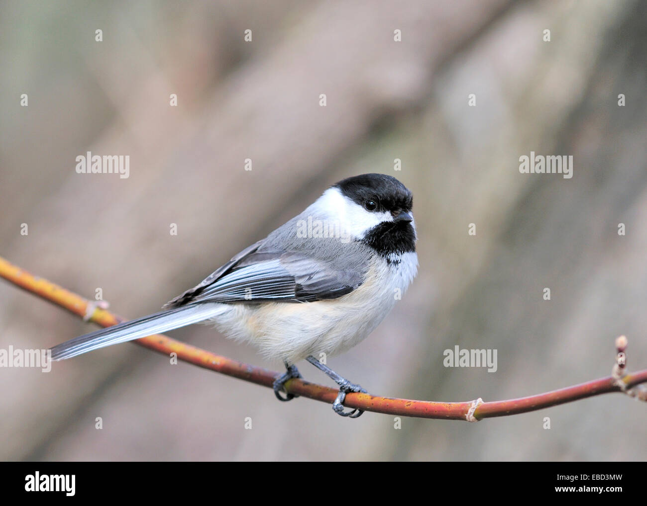 A black-capped chickadee perched on a tree branch Stock Photo - Alamy