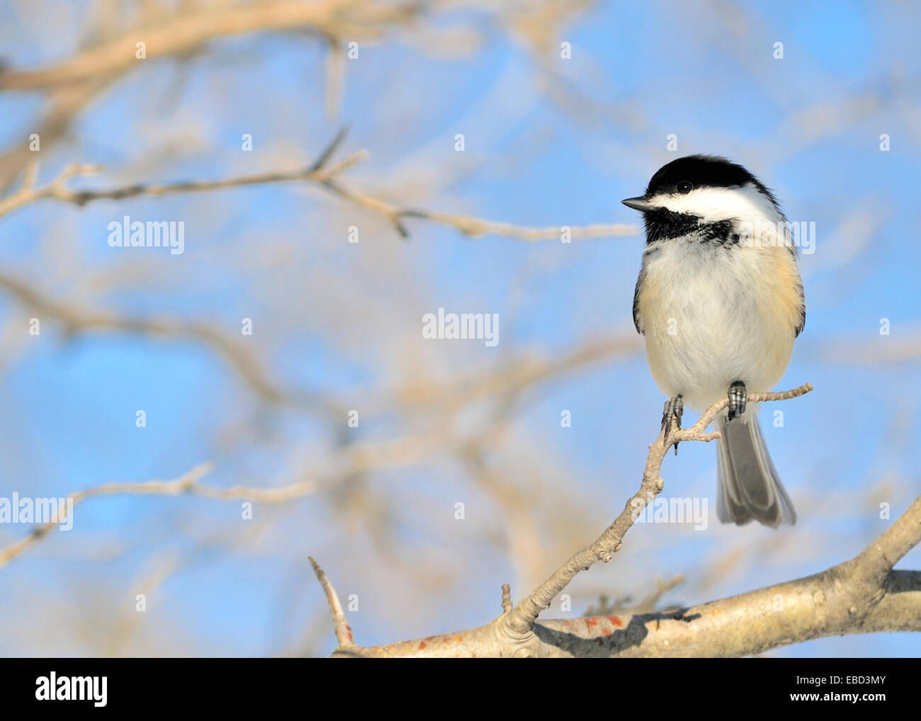 A black-capped chickadee perched on a tree branch Stock Photo - Alamy