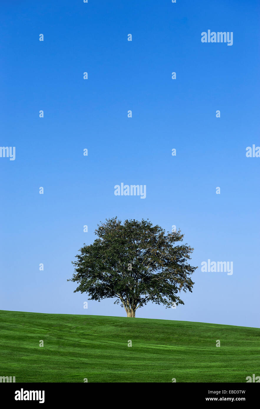 Tree plan hi-res stock photography and images - Alamy