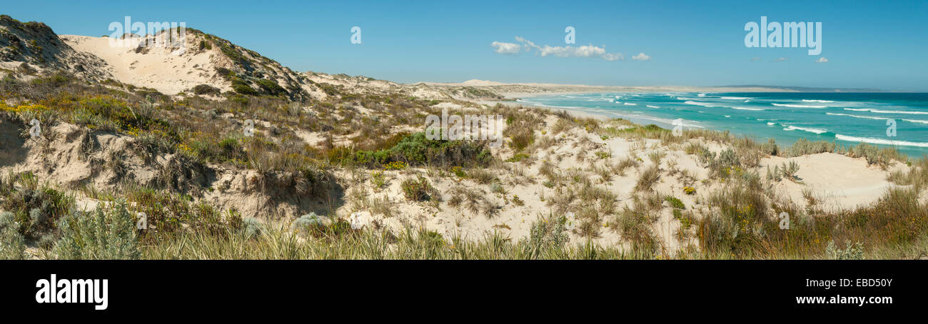 Dunes at Almonta Beach Panorama, Coffin Bay NP, SA, Australia Stock ...