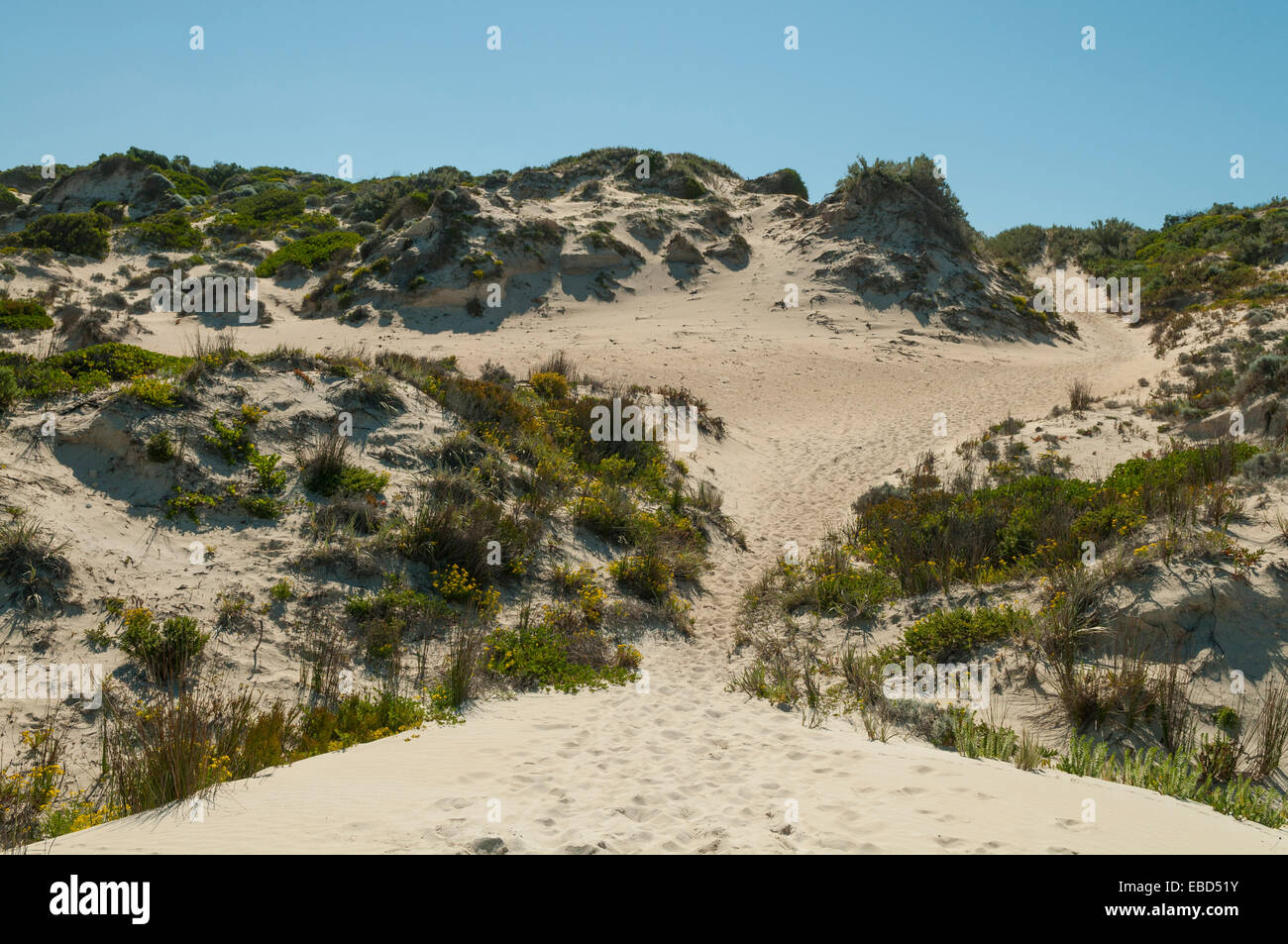 Dunes at Almonta Beach, Coffin Bay NP, SA, Australia Stock Photo - Alamy