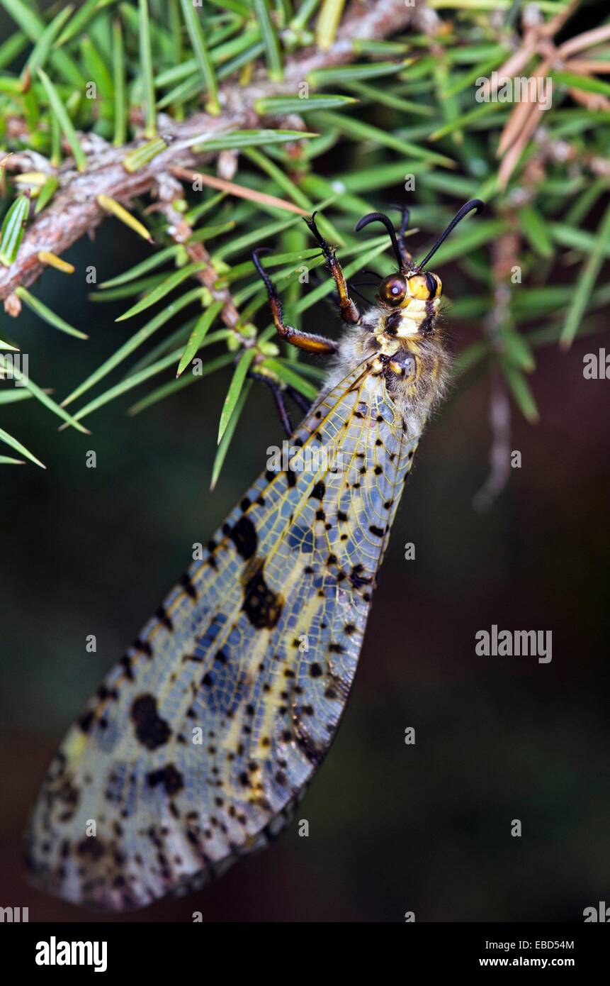 Palpares hi-res stock photography and images - Alamy