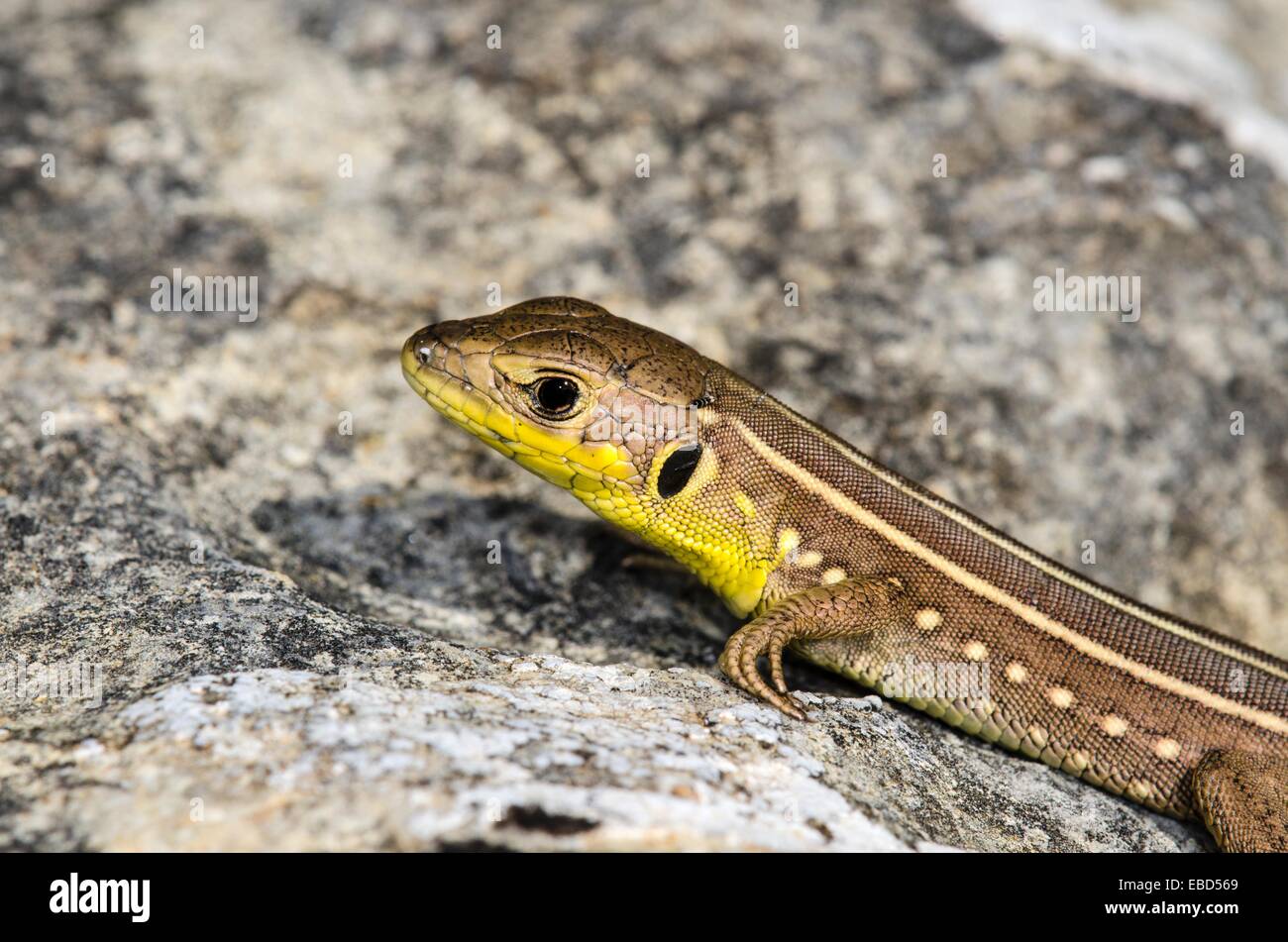 Juvenile common wall lizard hi-res stock photography and images - Alamy