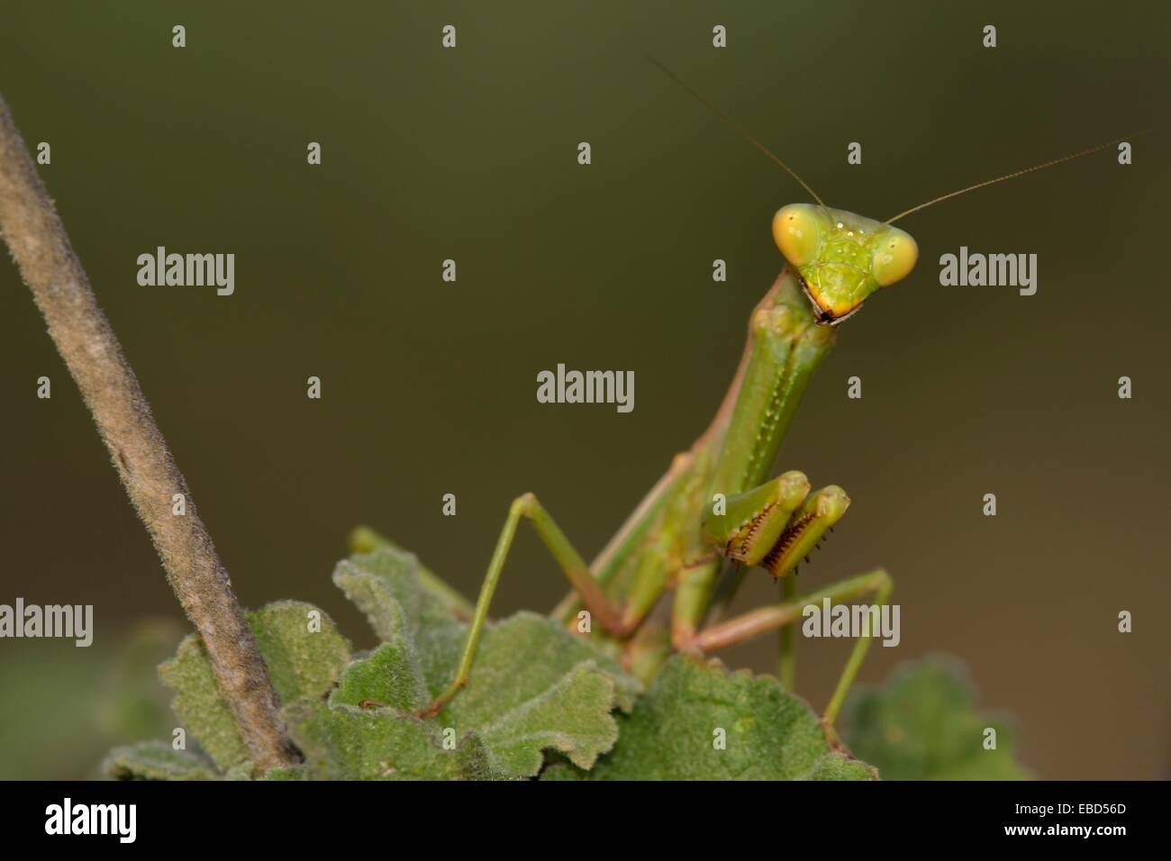 Iris Mantis High Resolution Stock Photography and Images - Alamy