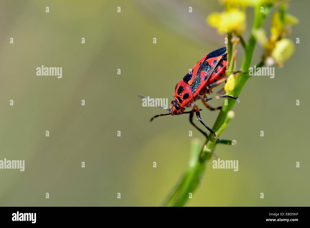 Bug spilostethus hi-res stock photography and images - Alamy