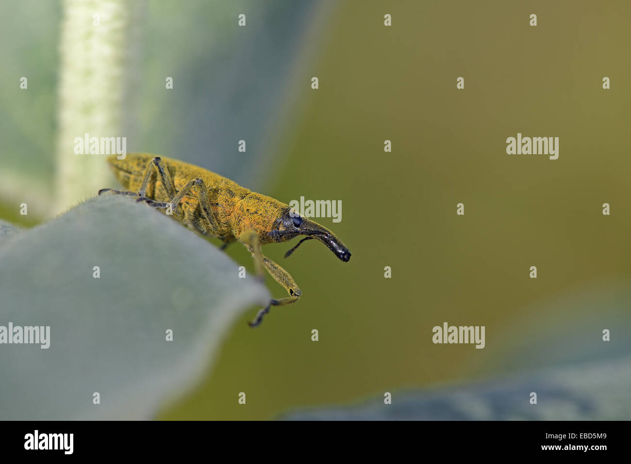 Lixus sp hi-res stock photography and images - Alamy