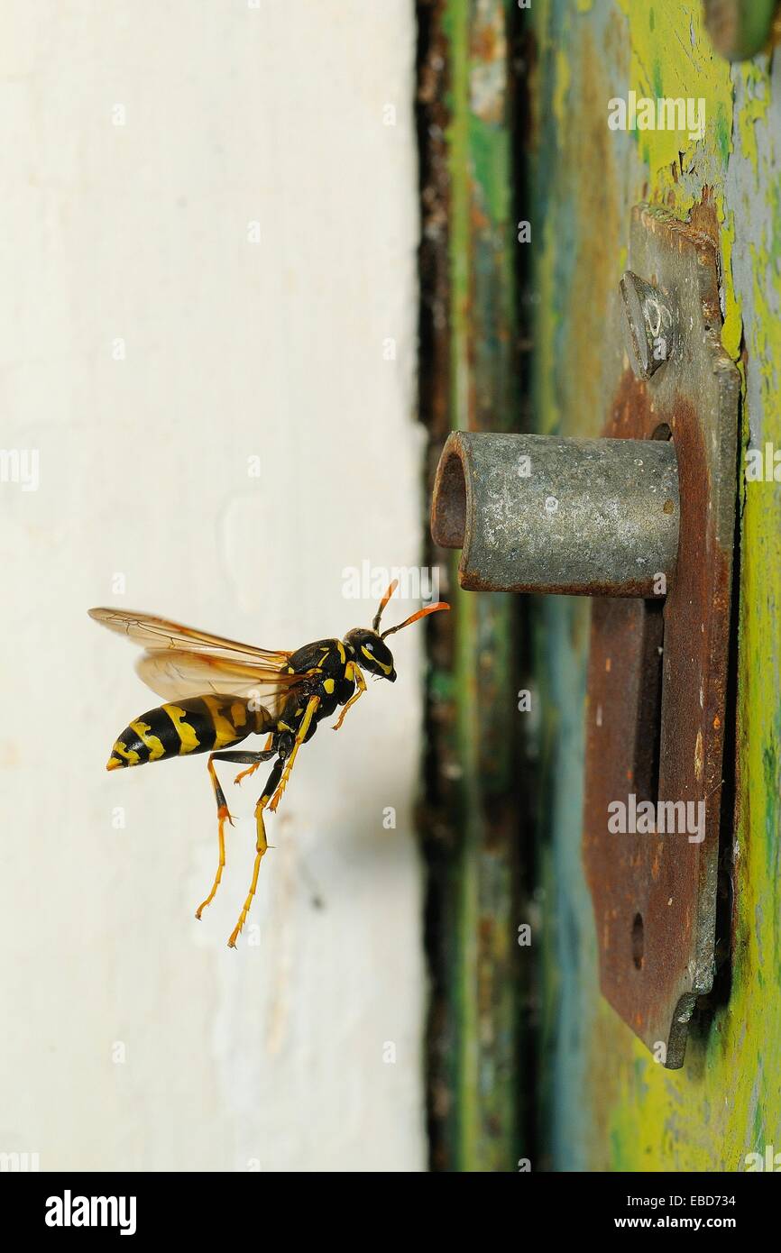 Common wasp vespula vulgaris in flight Extremadura Spain Stock Photo ...
