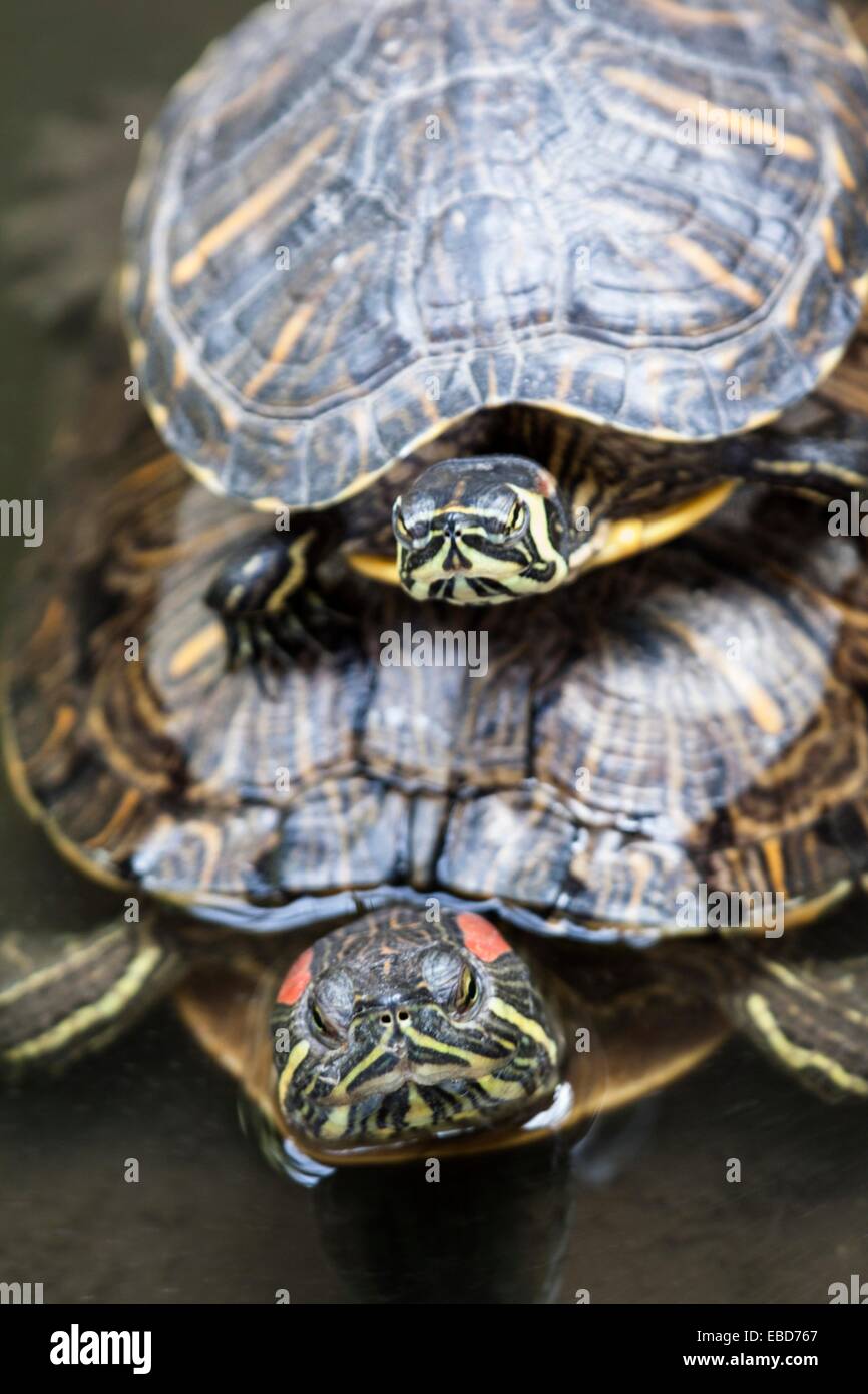 Red-eared sliders, invasive species Stock Photo - Alamy