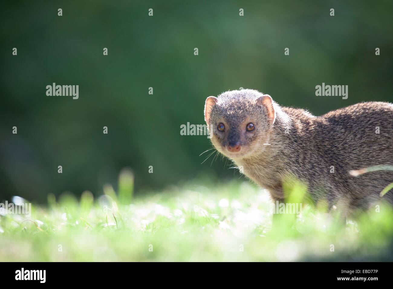 Mongoose hawaii hi-res stock photography and images - Alamy