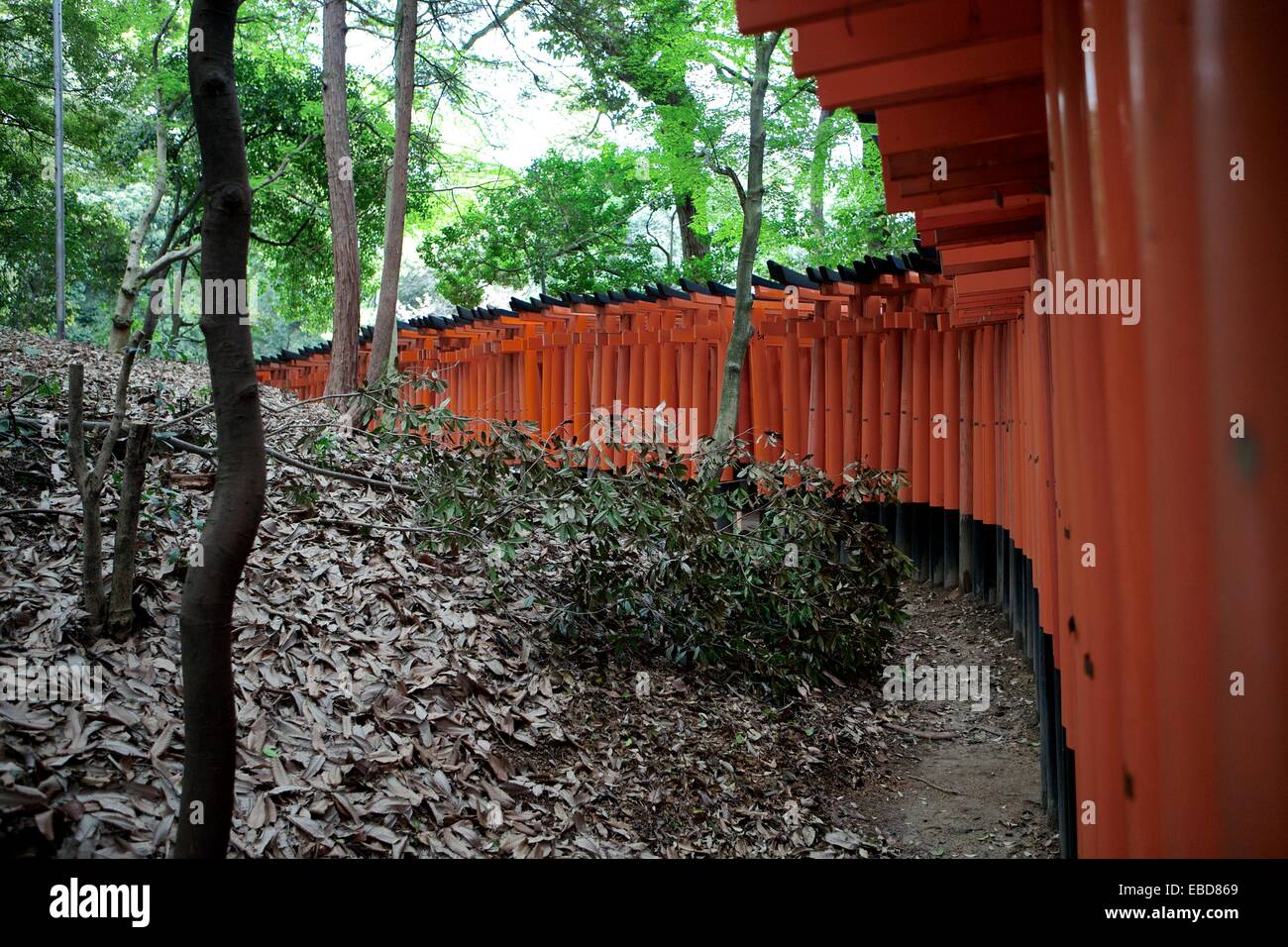Inari fushima shrine hi-res stock photography and images - Alamy
