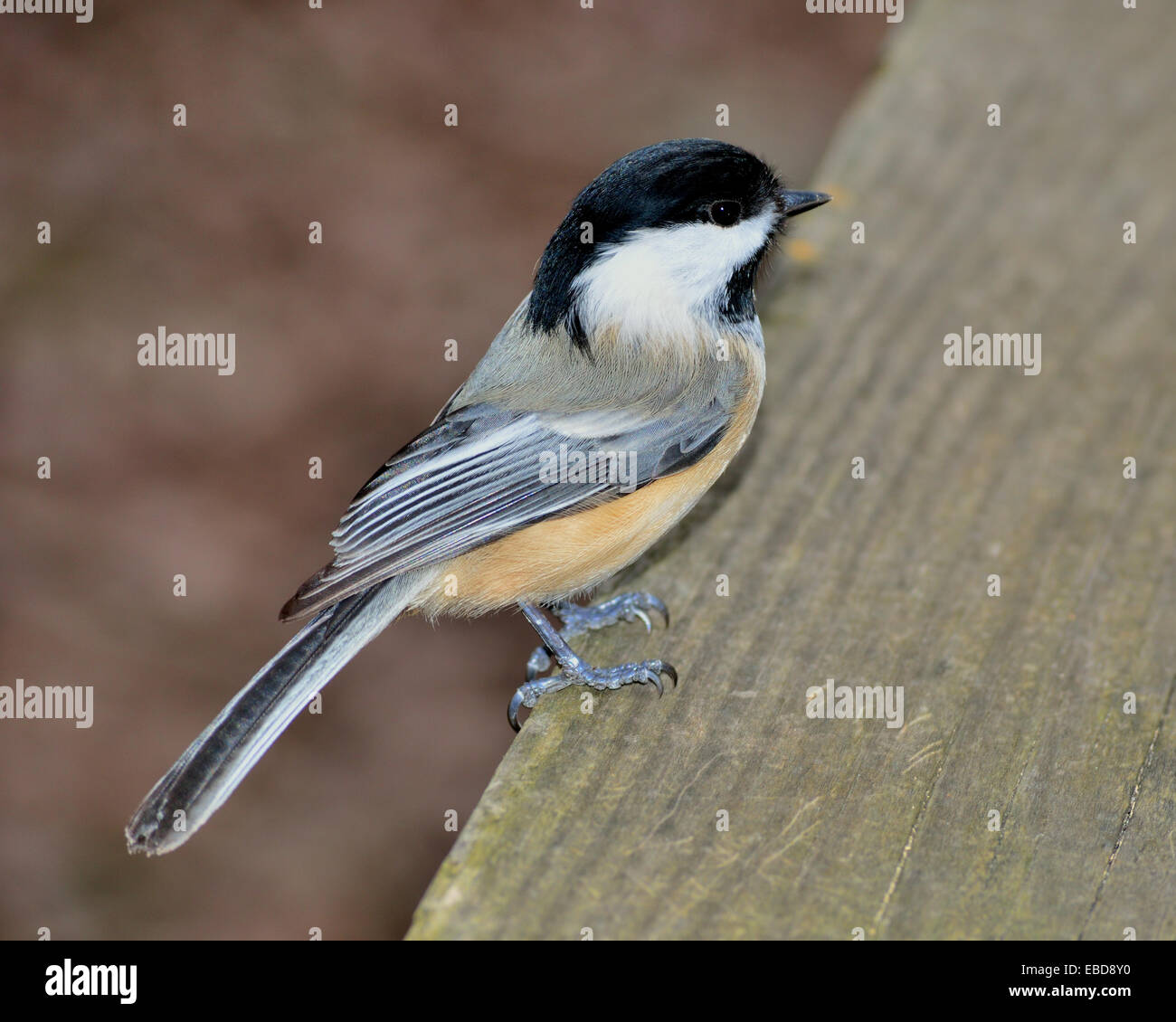 Black capped titmouse hi-res stock photography and images - Alamy