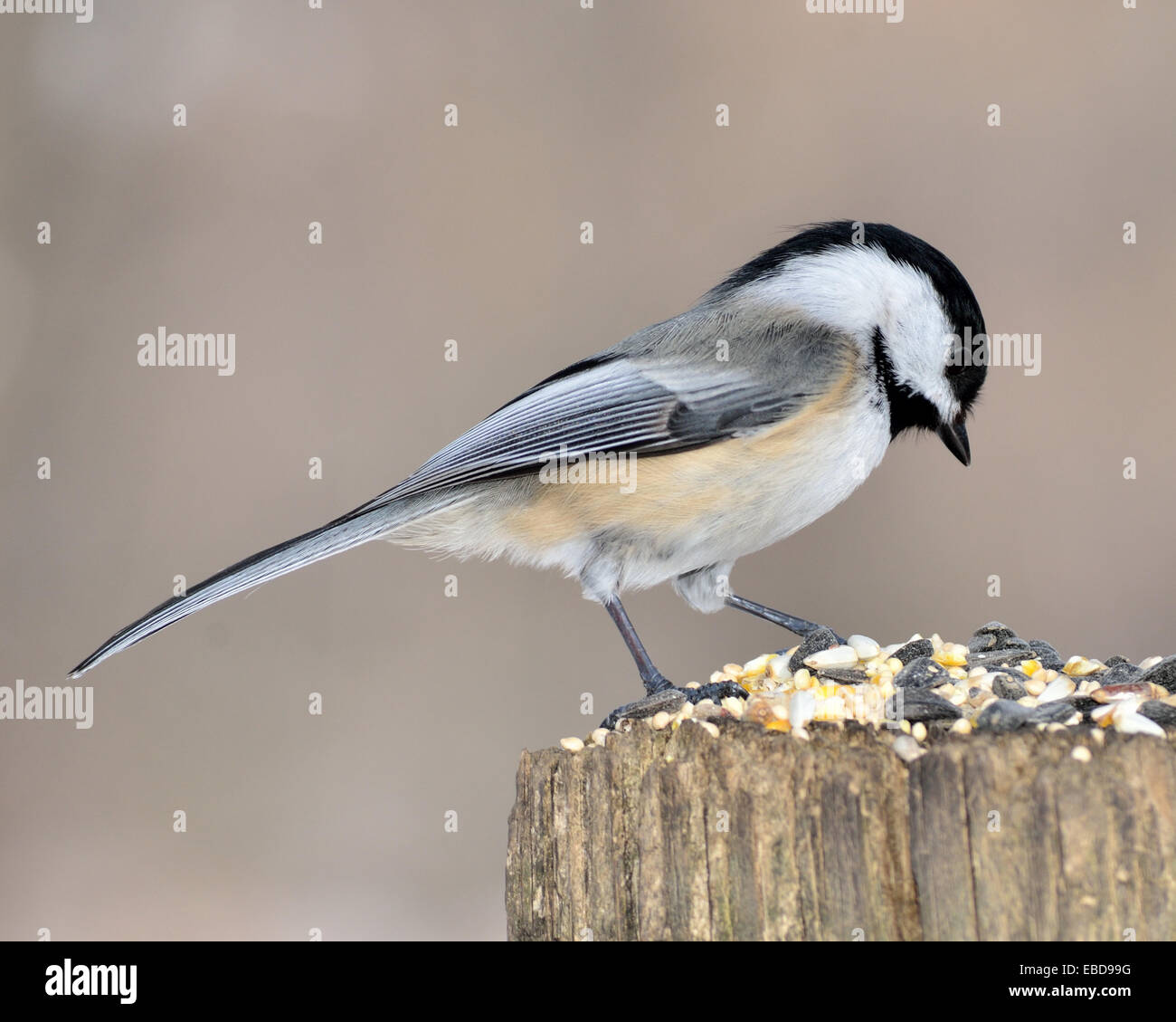 Black capped titmouse hi-res stock photography and images - Alamy