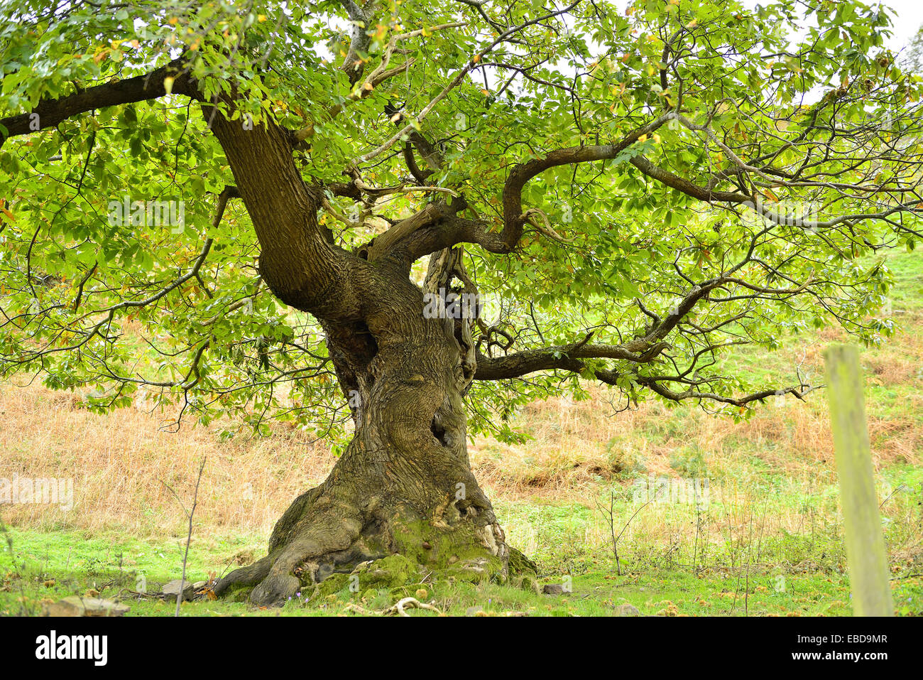 Tree specie hi-res stock photography and images - Alamy