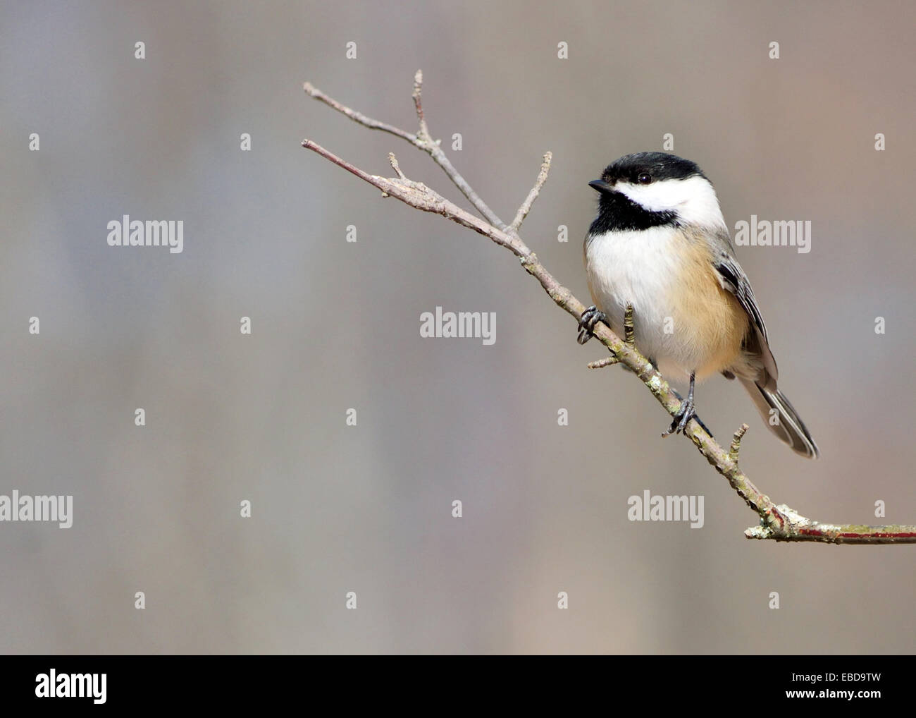 Black capped titmouse hi-res stock photography and images - Alamy