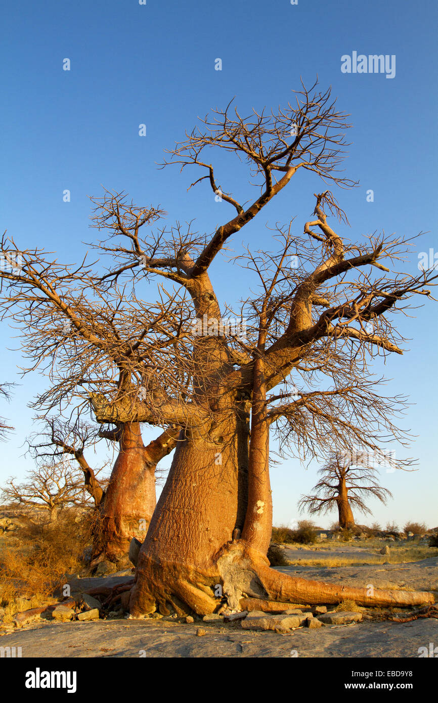 Sowa pan hi-res stock photography and images - Alamy