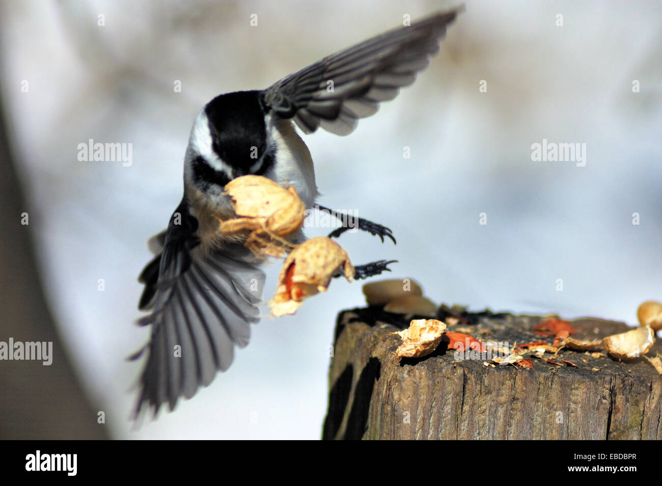 Black Capped Chickadee Flying High Resolution Stock Photography and ...