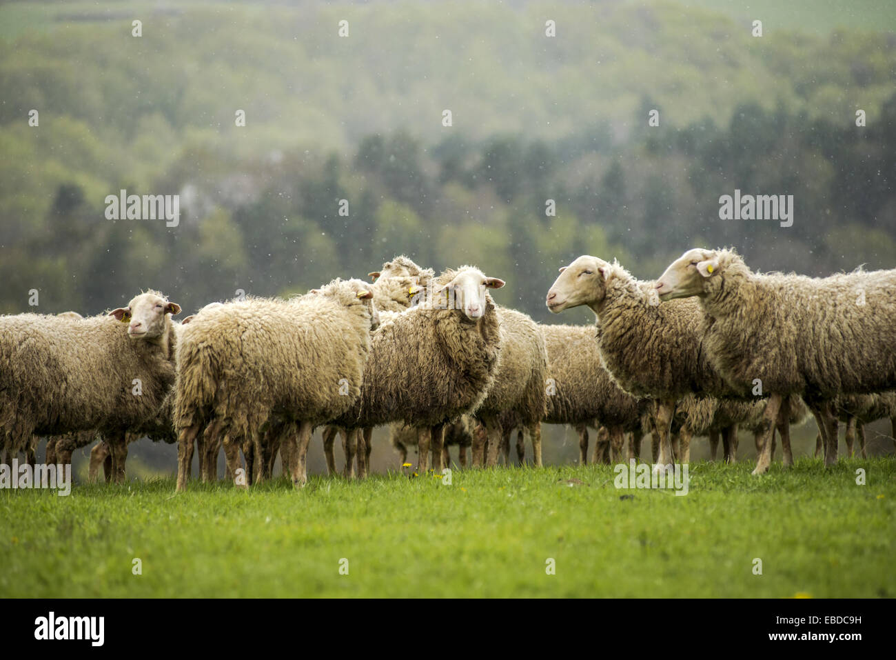 Livestock at salazar valley hi-res stock photography and images - Alamy