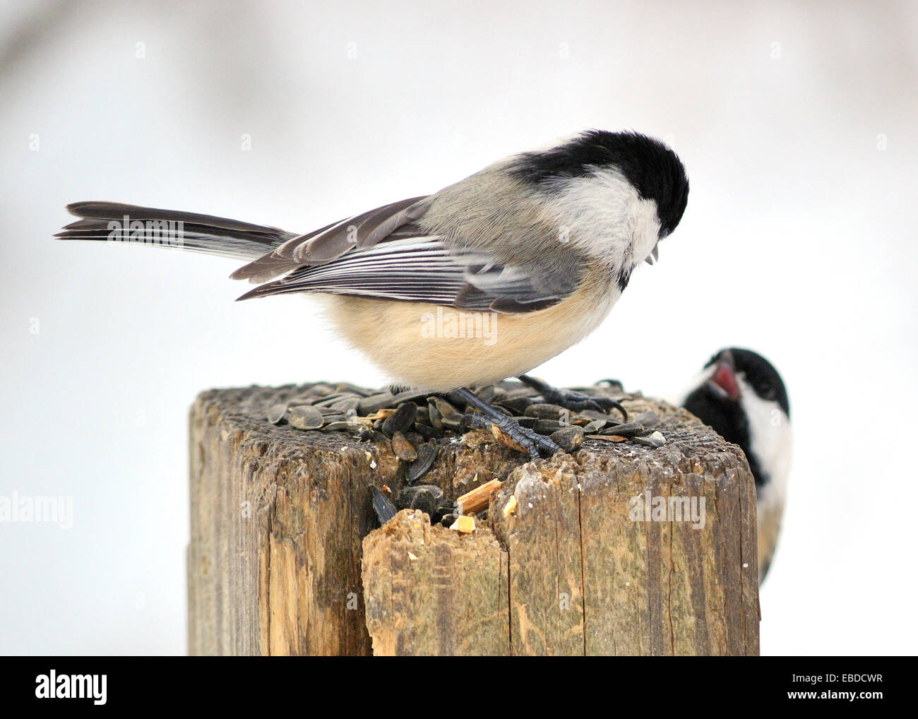 A black-capped chickadee perched on a post with another on the side Stock Photo - Alamy