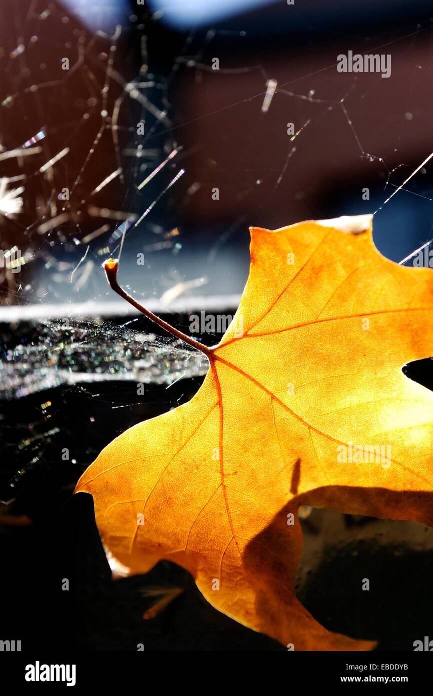 Sheet Cobweb High Resolution Stock Photography and Images - Alamy