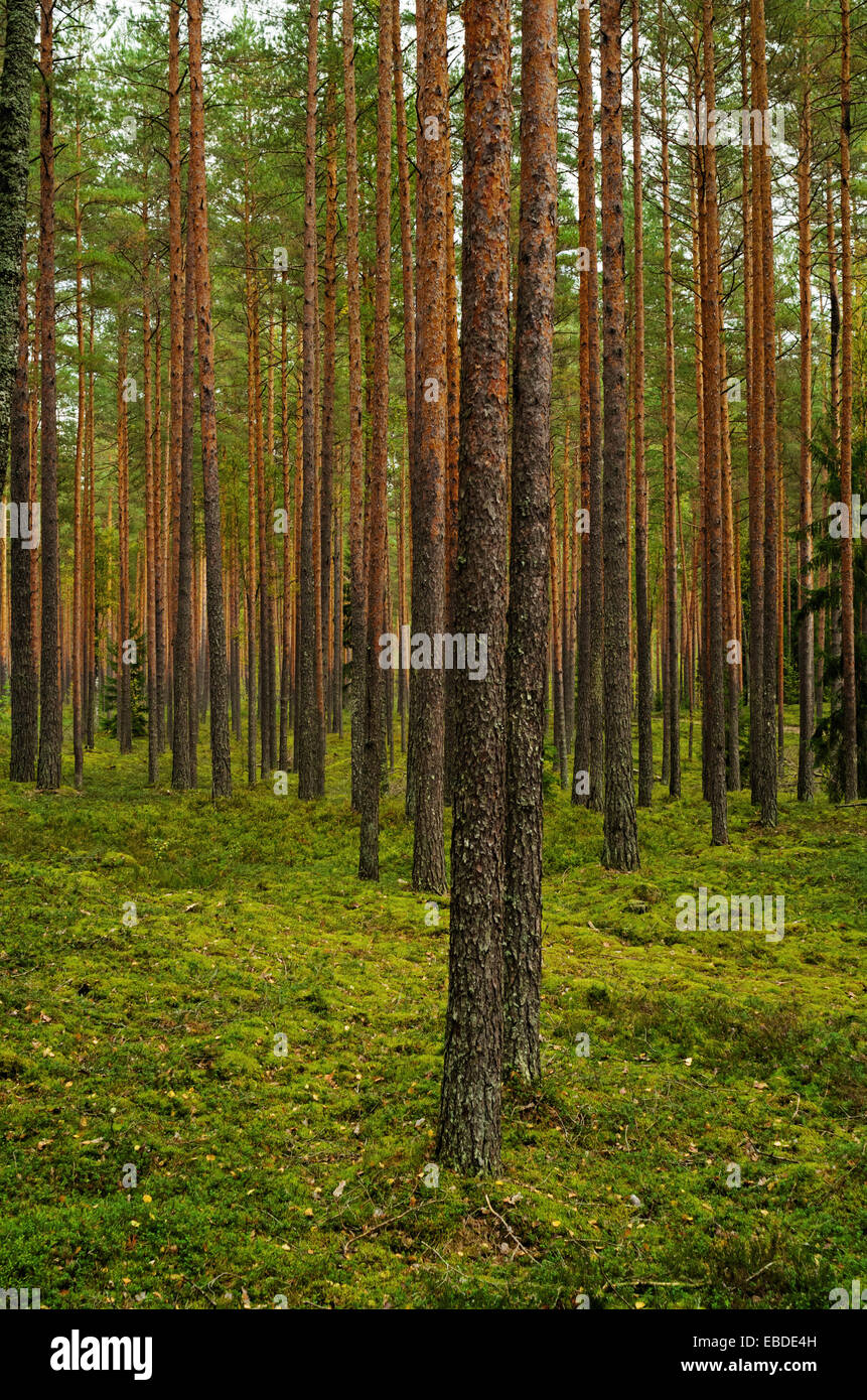 Pine forest landscape Stock Photo - Alamy