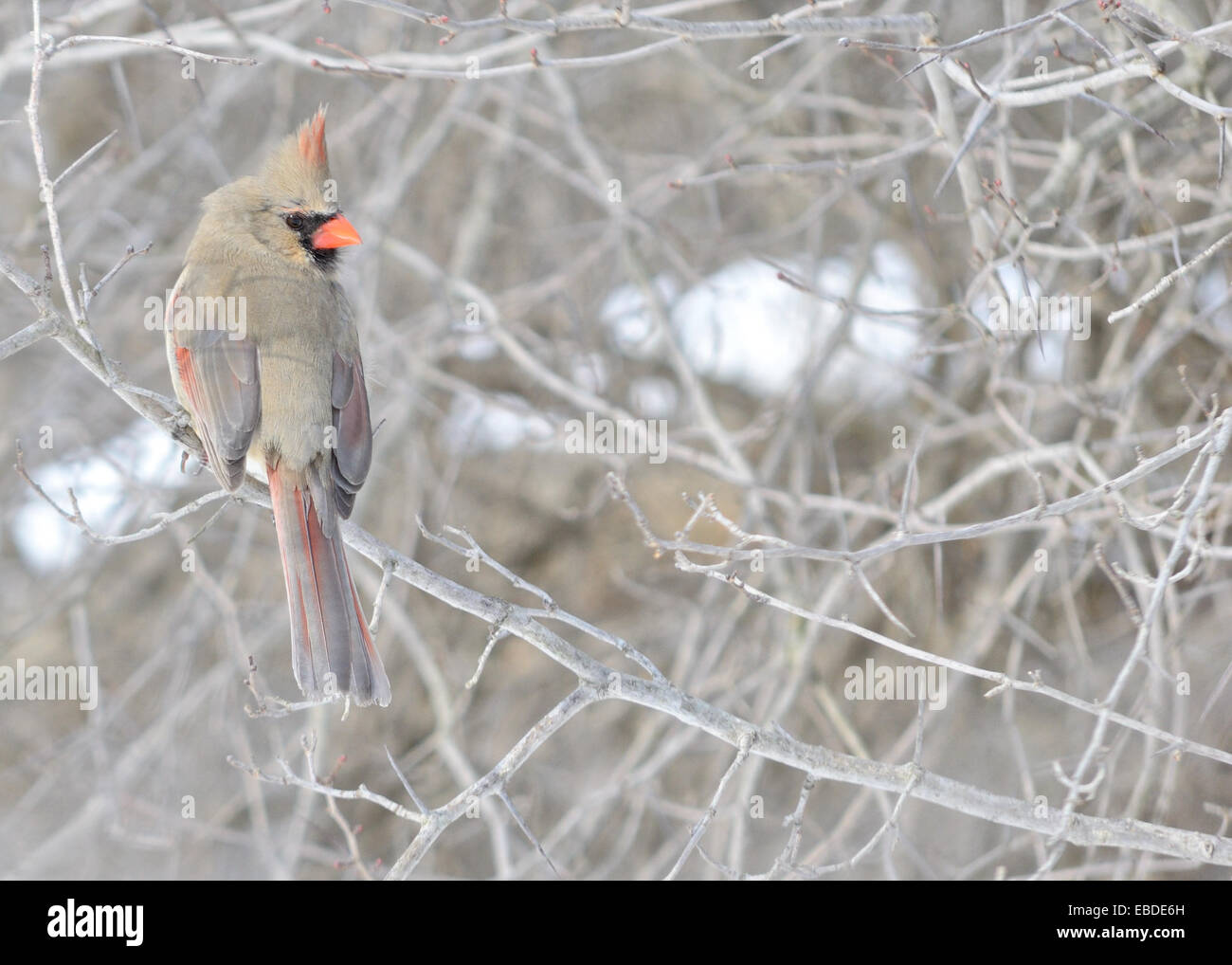 Female birding hi-res stock photography and images - Alamy