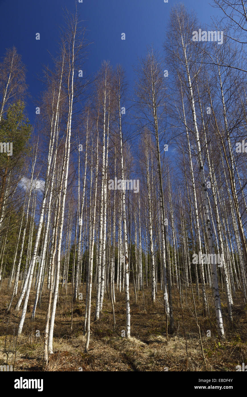 Commercial tree plantation hi-res stock photography and images - Alamy