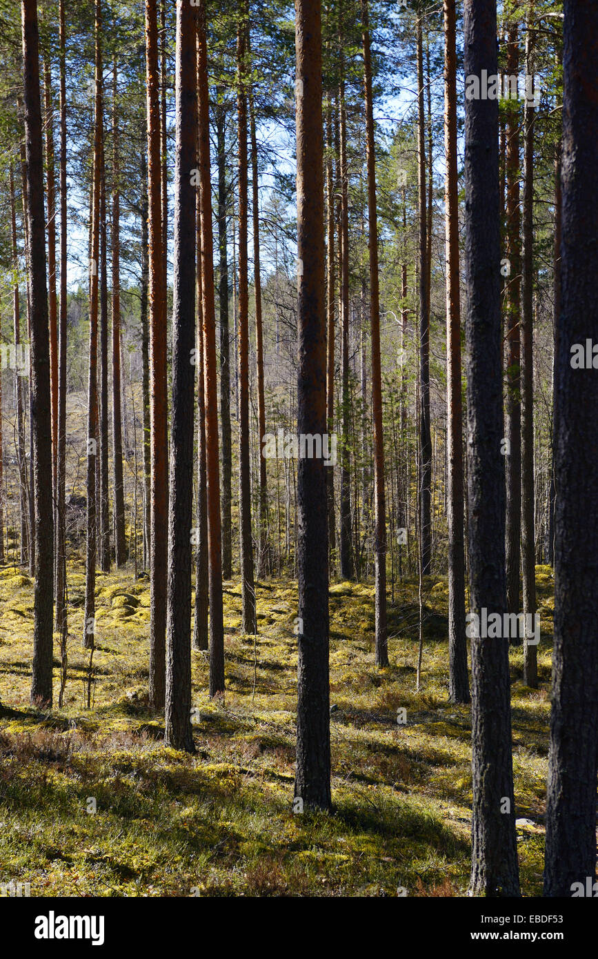Commercial tree plantation hi-res stock photography and images - Alamy