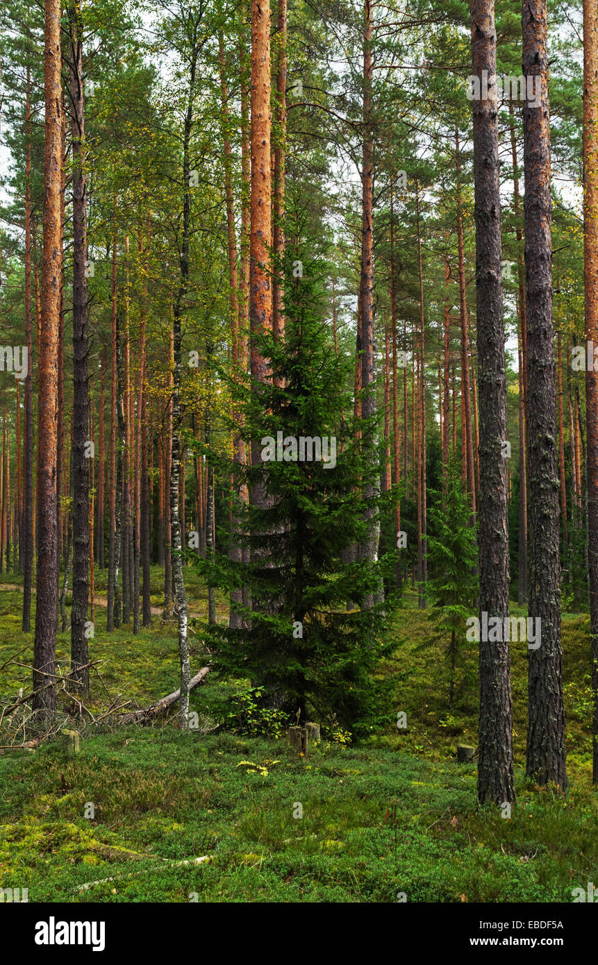 Forest landscape with pines and fir-trees Stock Photo - Alamy