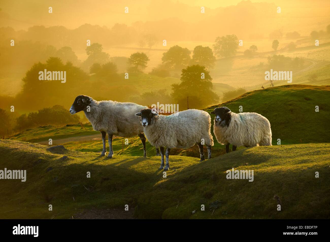 Sheep bank hi-res stock photography and images - Alamy