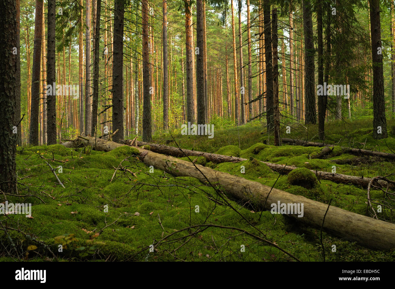 Forest landscape with pines and fir-trees Stock Photo - Alamy
