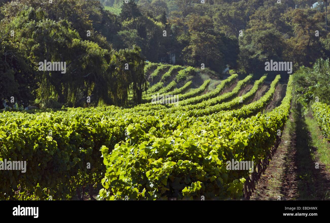 Infinity vine hi-res stock photography and images - Alamy