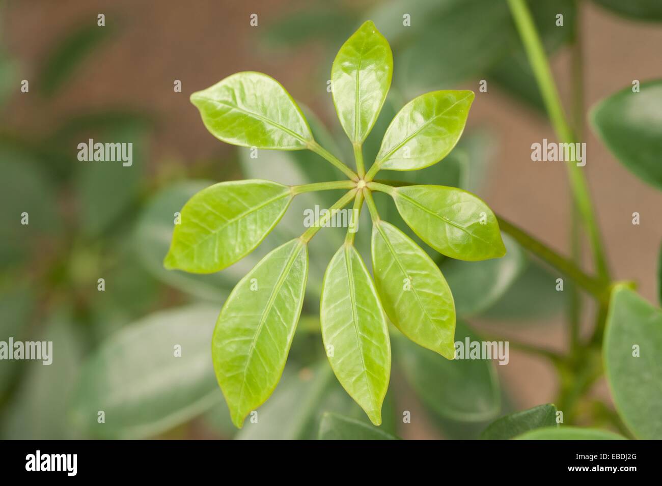 Eight leaf hi-res stock photography and images - Alamy